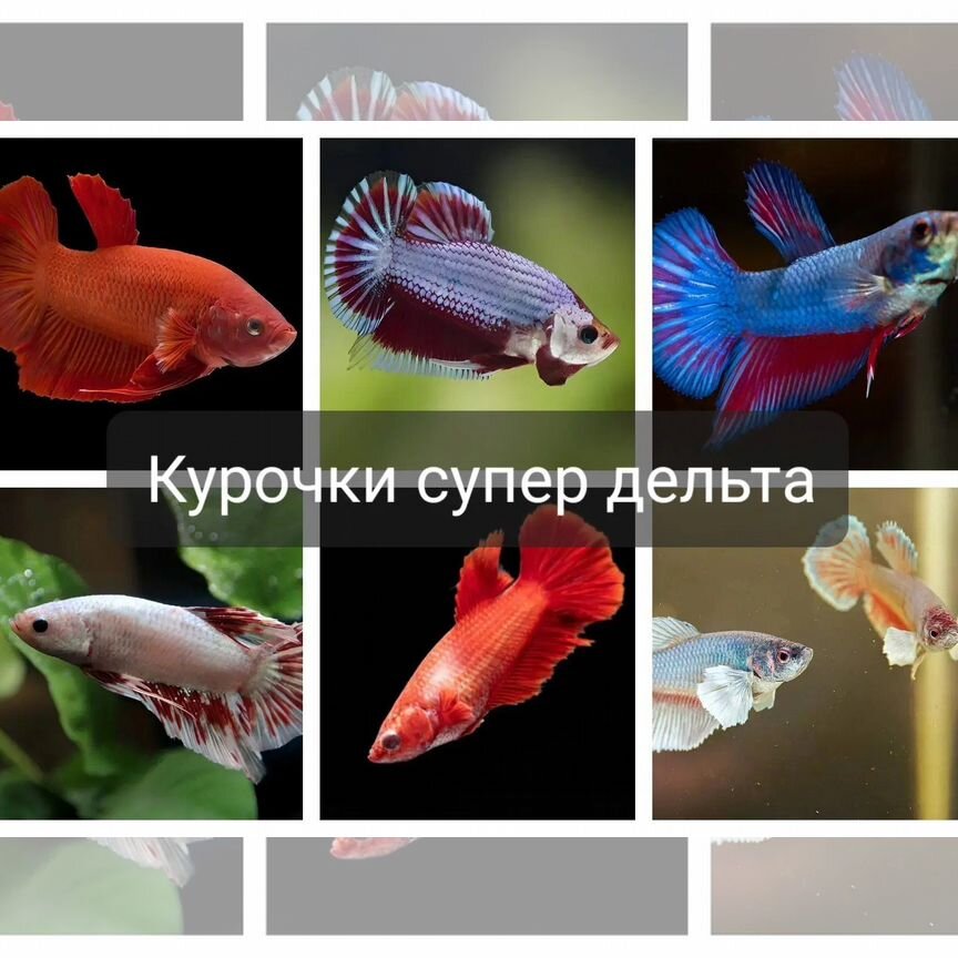 Аквариумная рыбка петушок