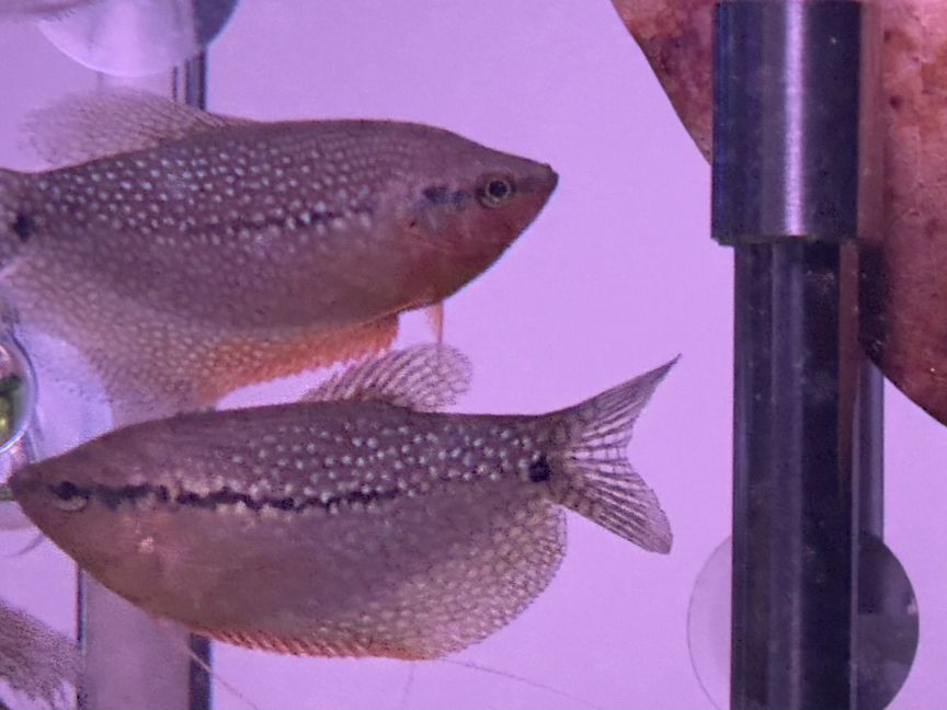 Гурами жемчужный молодые