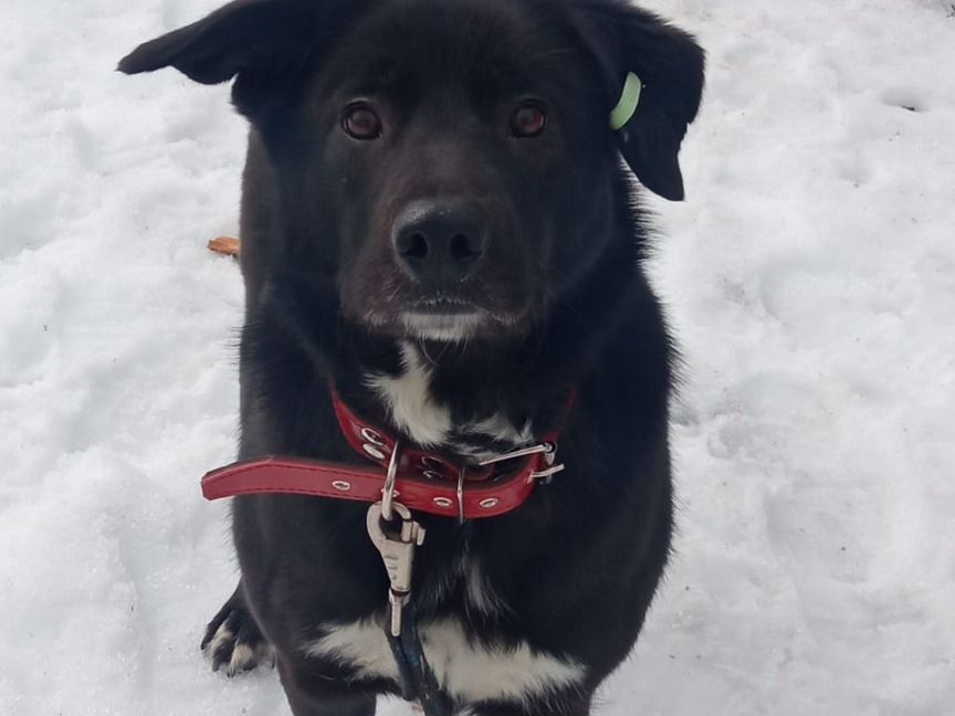 Арчи станет для вас настоящим другом