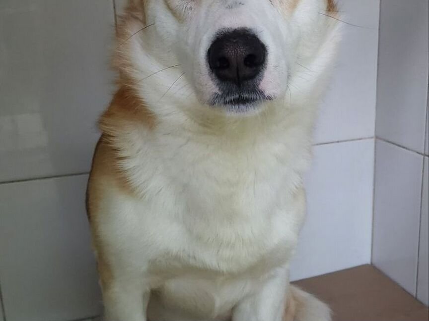 Лорд в поиске дома