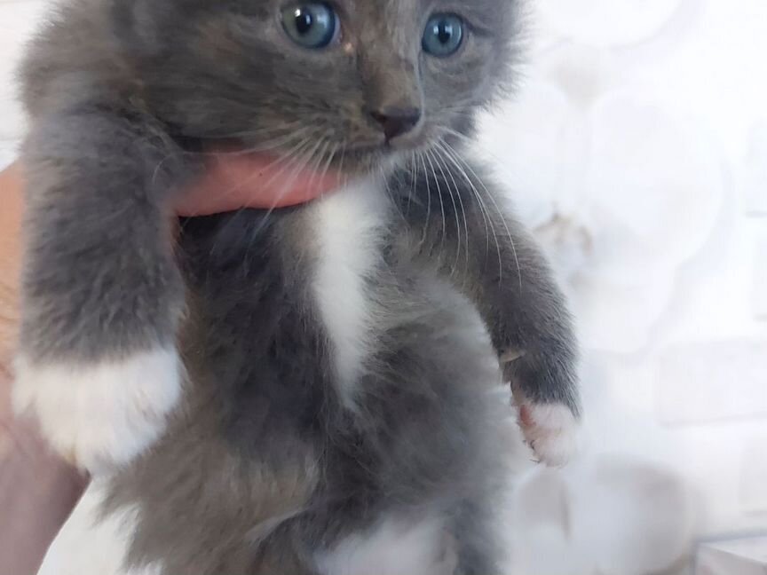 Котята в добрые руки бесплатно