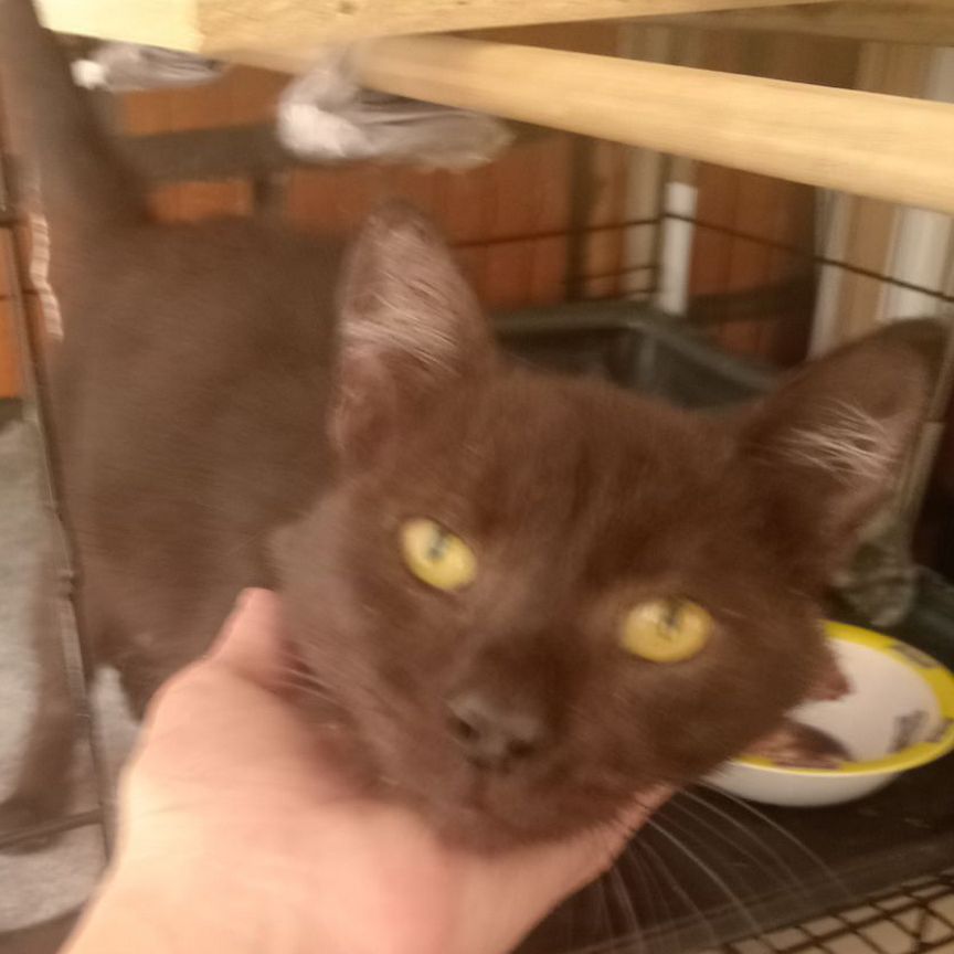 Кот