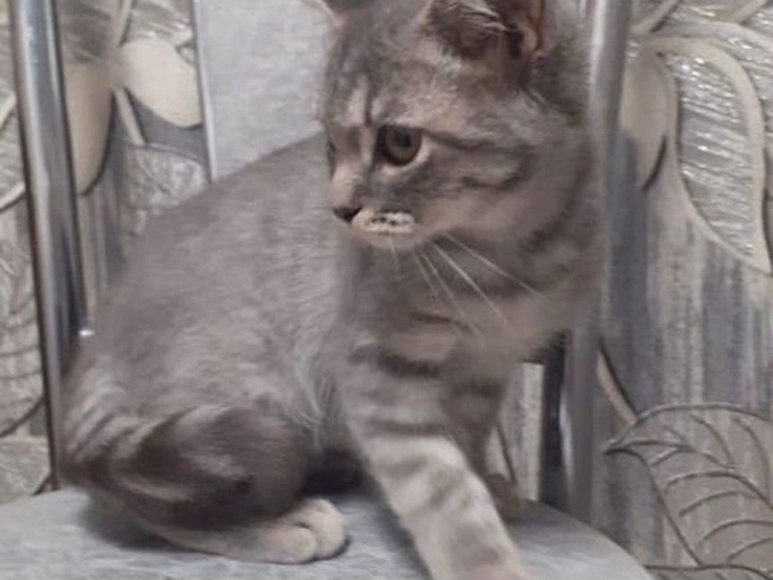 Котенок в добрые руки