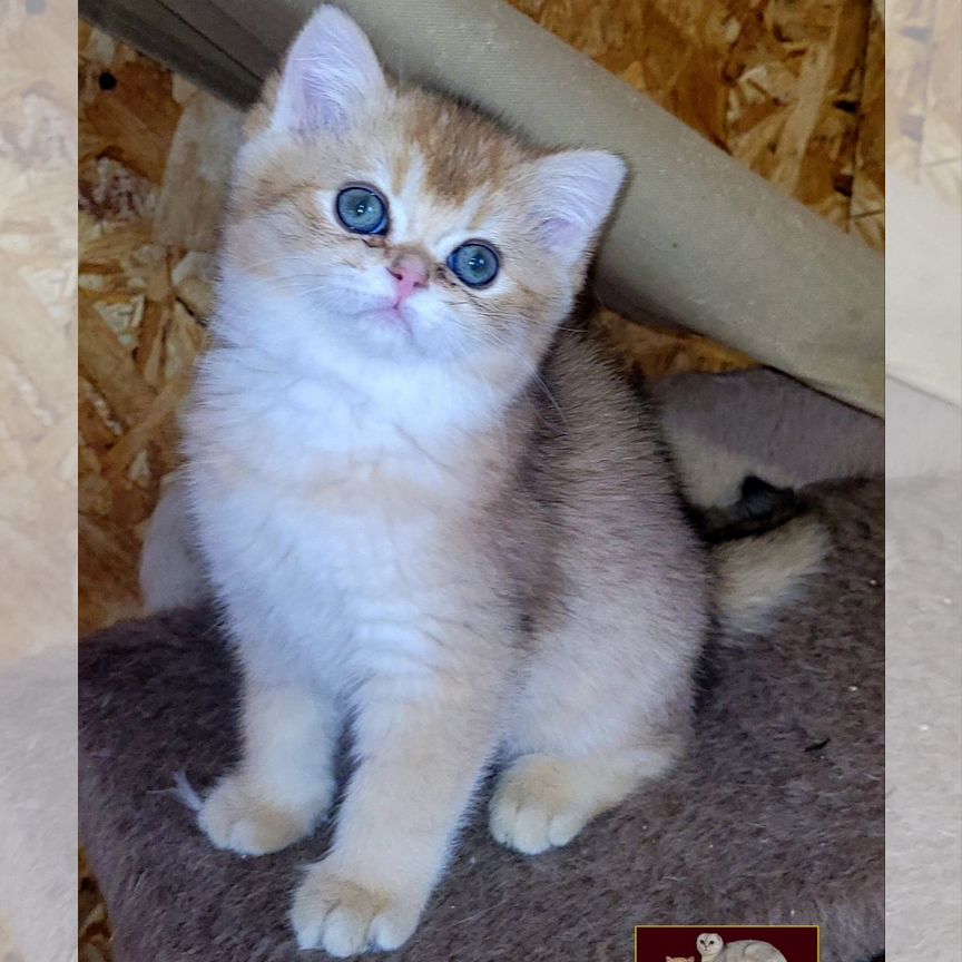 Золотой шотландский мальчишка