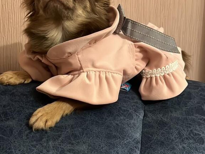 Чихуахуа мини