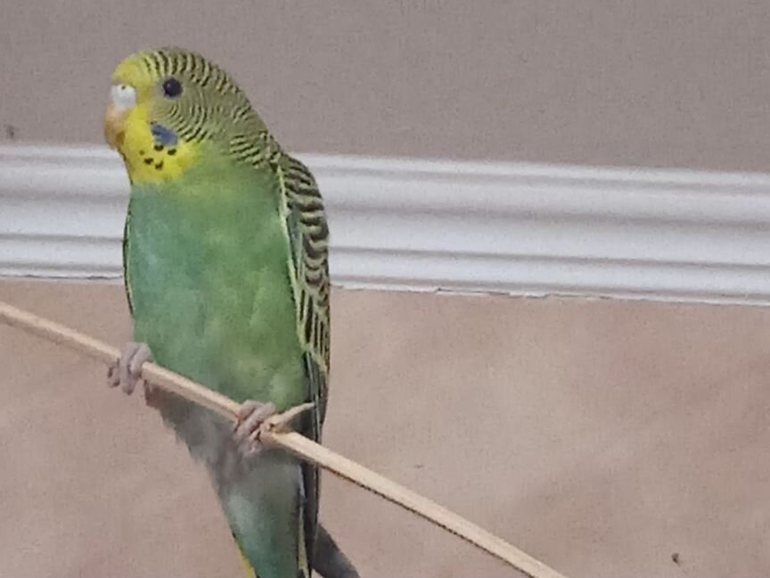 Волнистый попугай