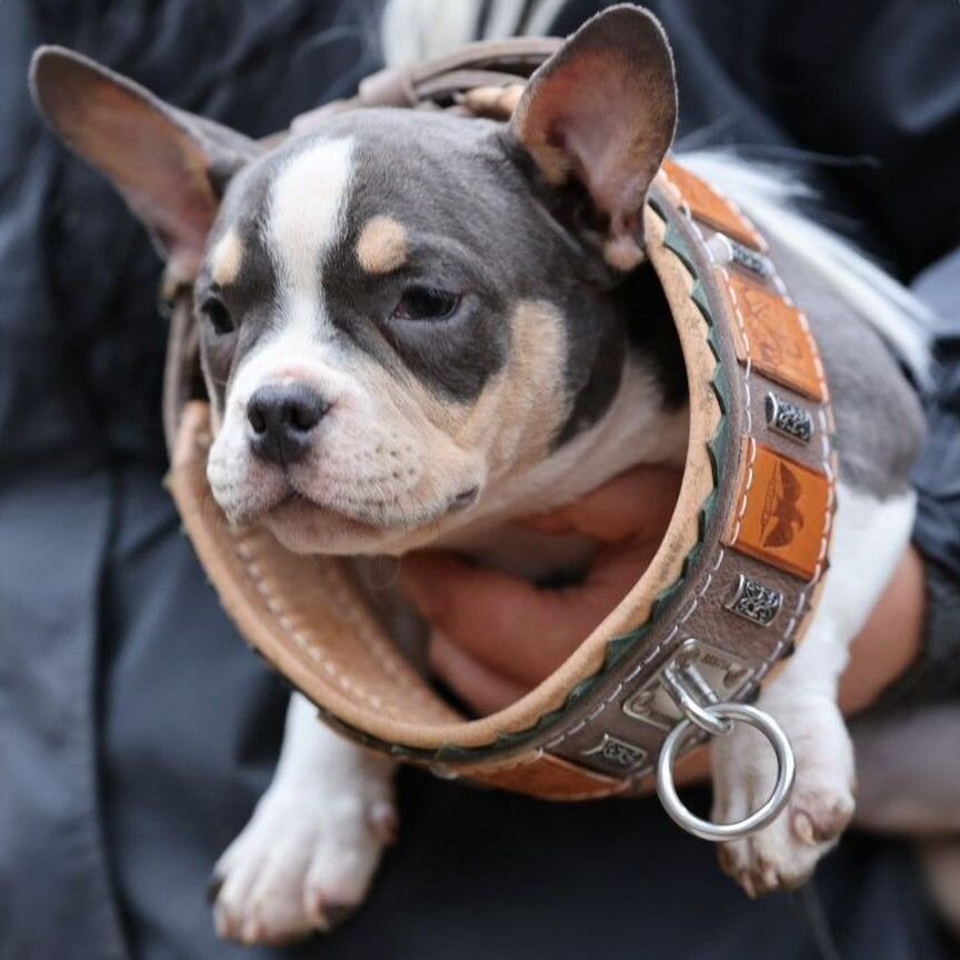 Фантастическая микро булли девочка