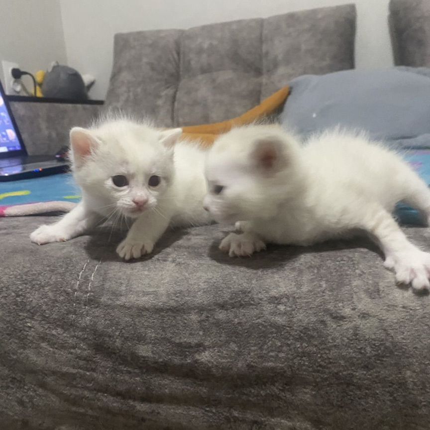 Одам котят в добрые руки