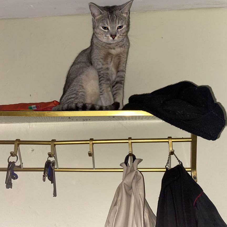 Американский короткошёрстный, взрослый кот