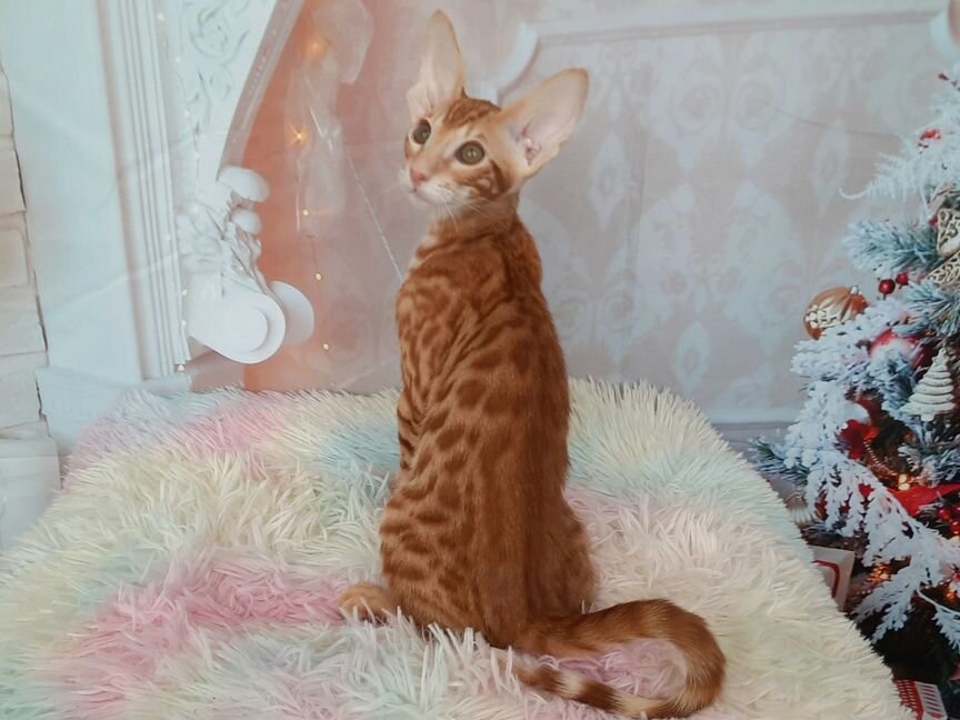 Красный споттедный ориентальный котик