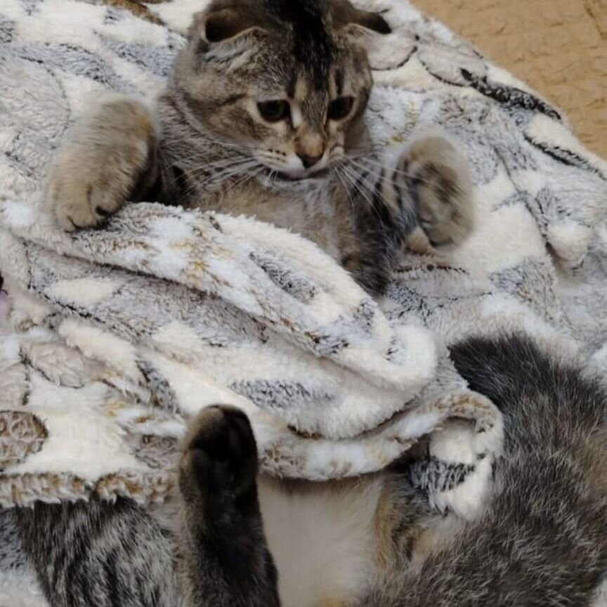 Шотландский котенок