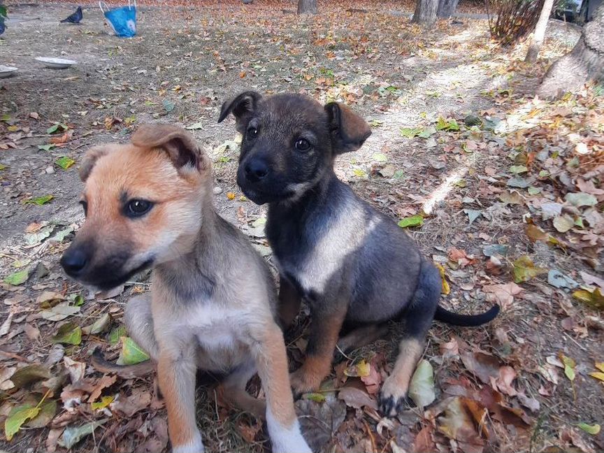 Мальчикам нужен дом