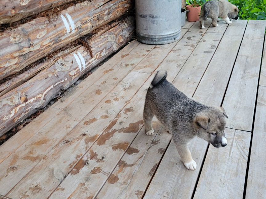 Щенки западно сибирской лайки