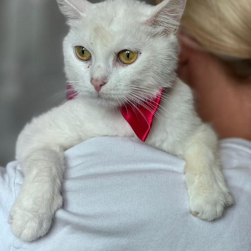 Кошка в добрые руки