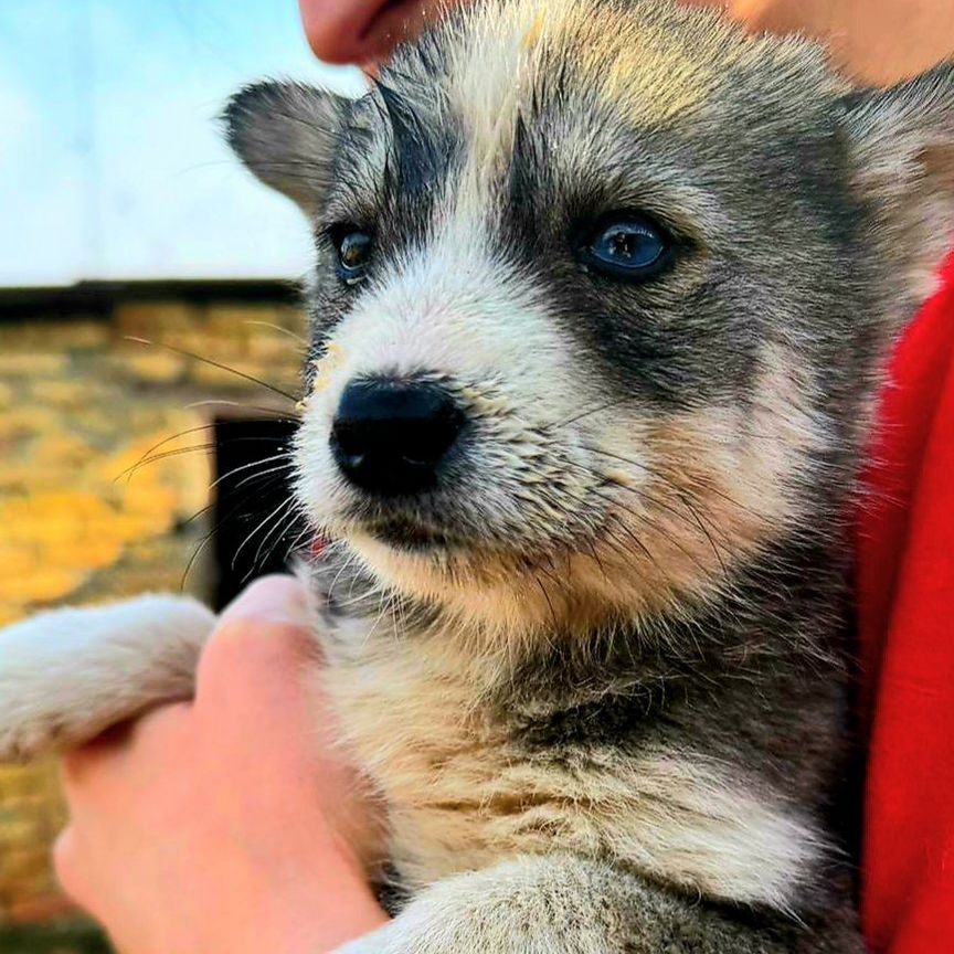 Щенок хаски Эльза в дар