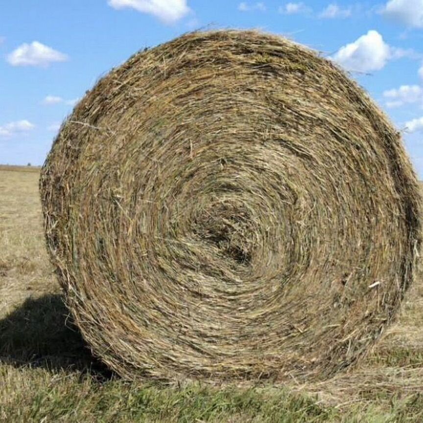 Продам сено в рулонах