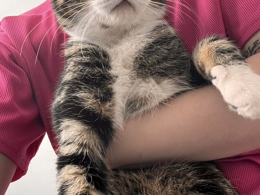Отдам породистого котика