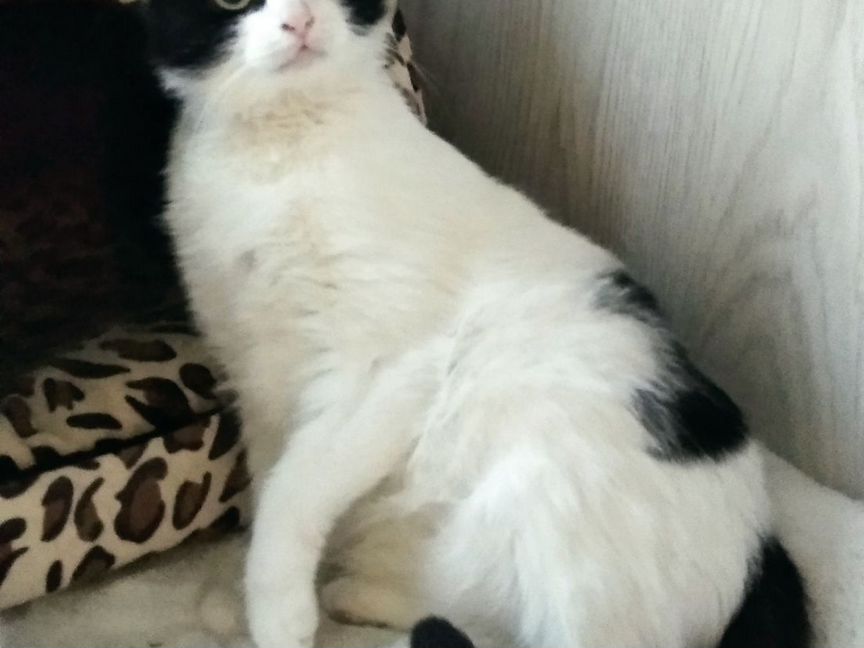 Котик в добрые руки