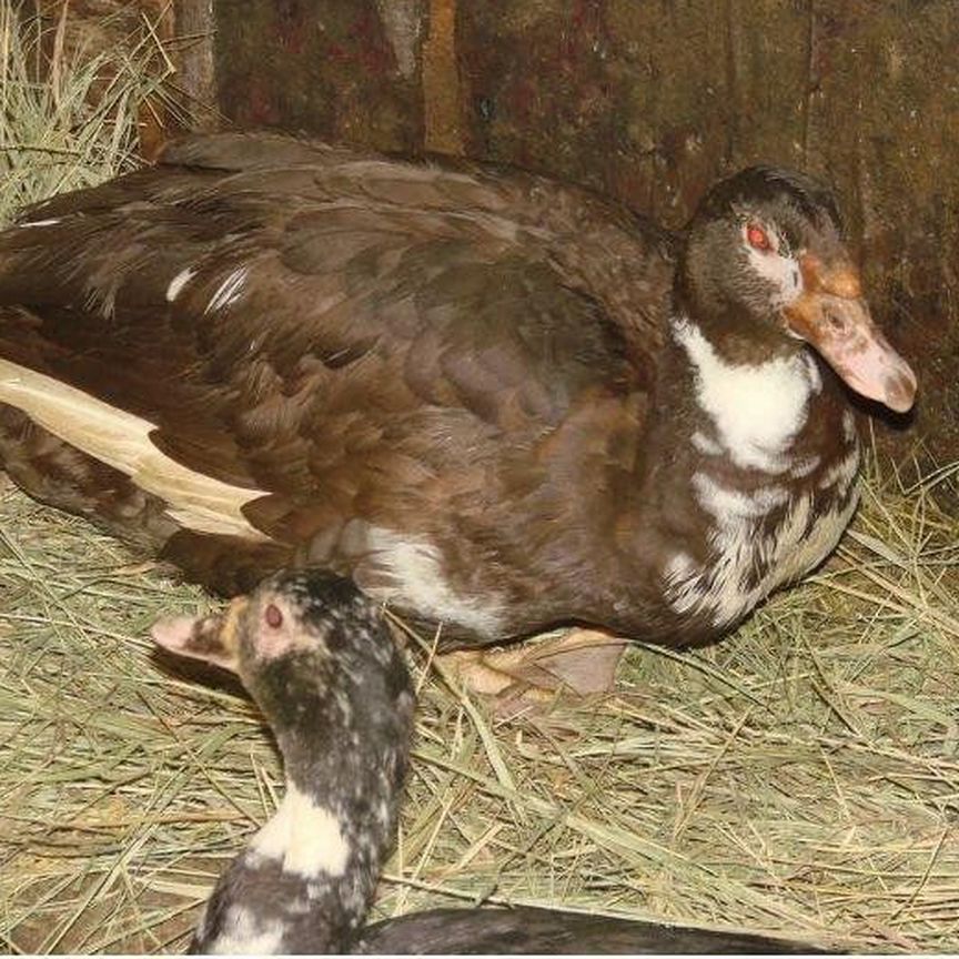 Индоутки молодняк