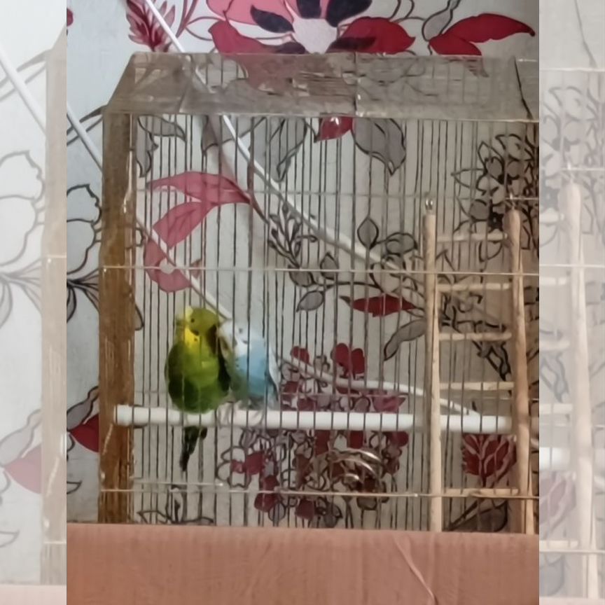 Волнистый попугай 2 шт