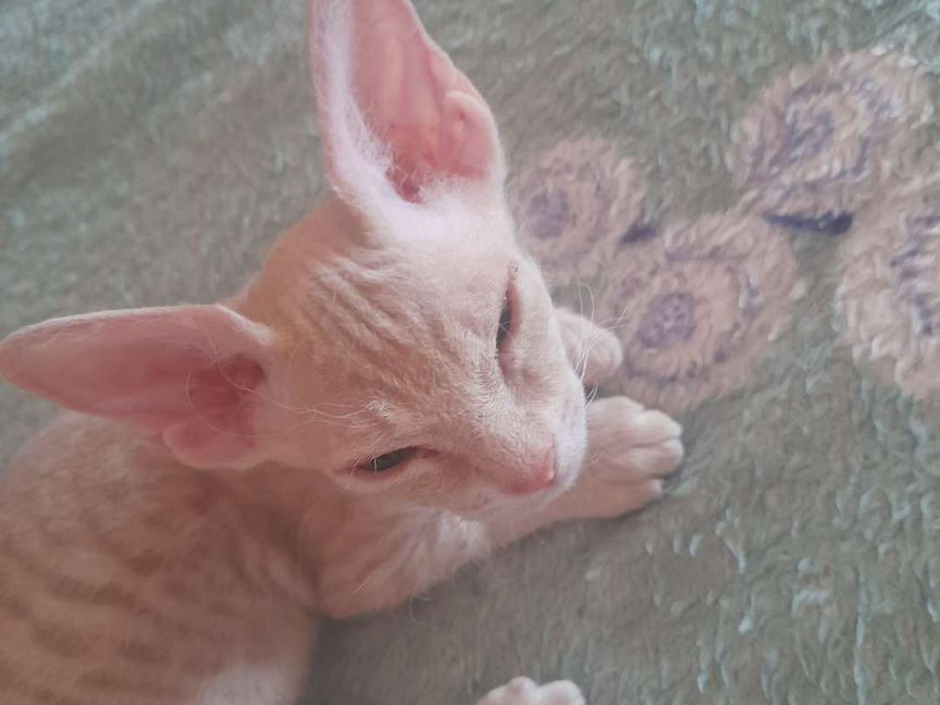 Котик Сфинкс (браш). Тигровый окрас