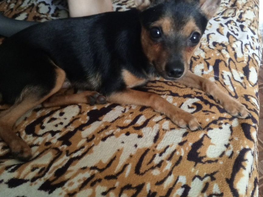 Продается мини той терьер. Мальчик. 5 месяцев