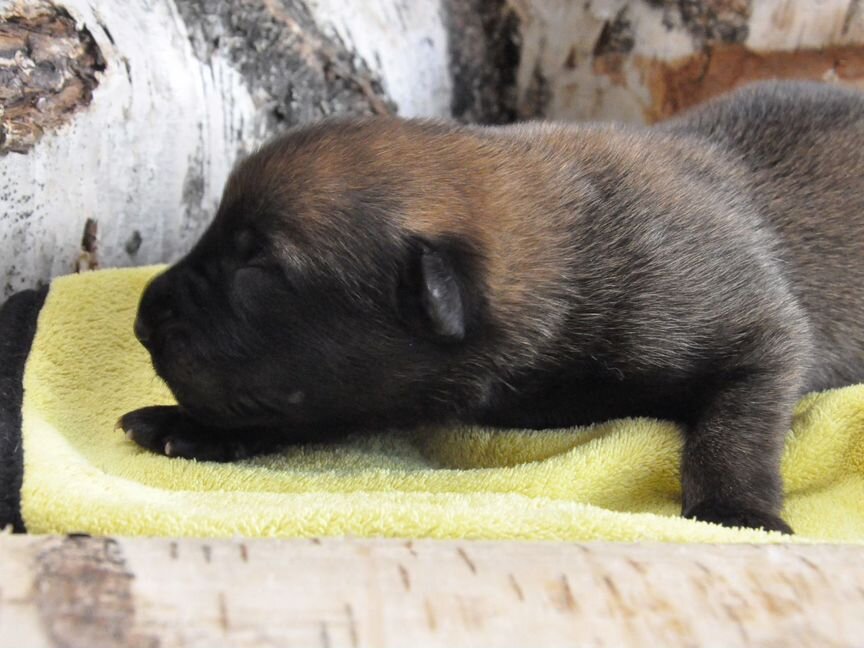 Бельгийская овчарка малинуа щенки