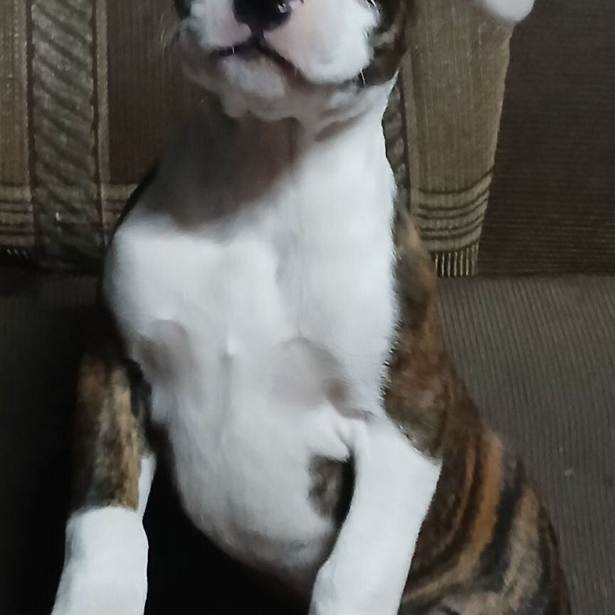 Девочки питбуля