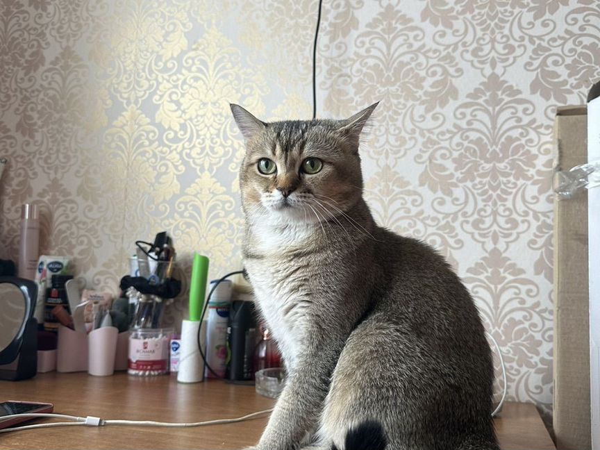 Кошшка