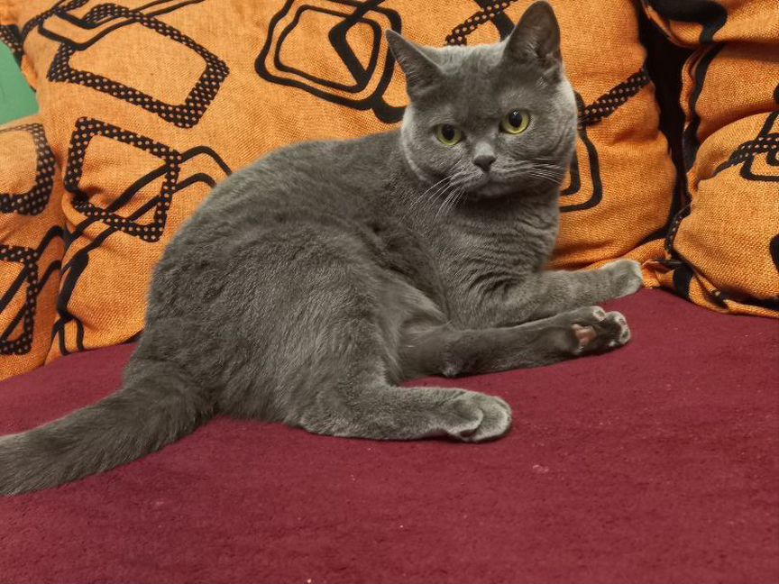 Кошка бесплатно
