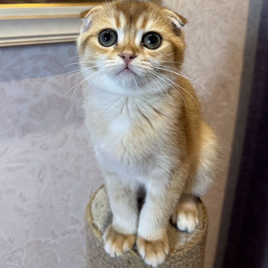 Вислоухий золотой мальчик