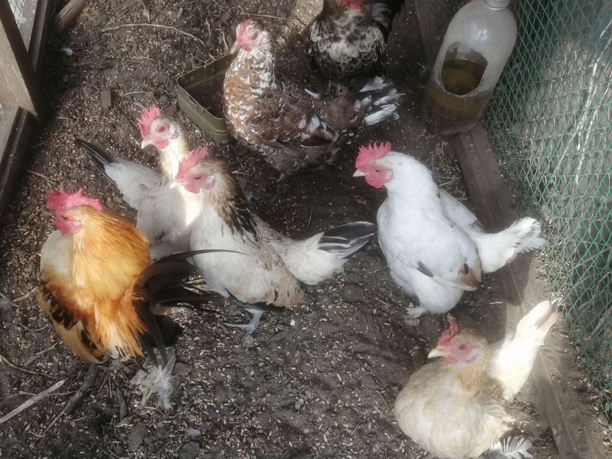 Декоративные курочки