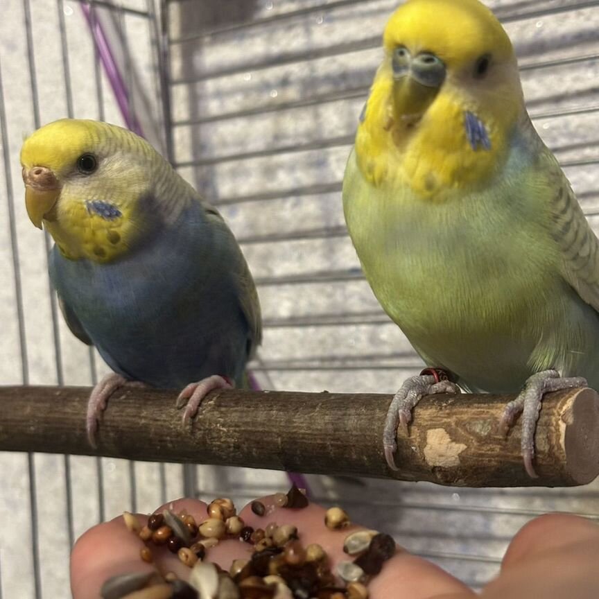 Волнистые попугаи