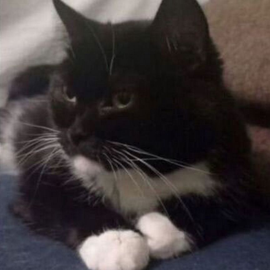 Взрослая, Девочка кошка в добрые руки