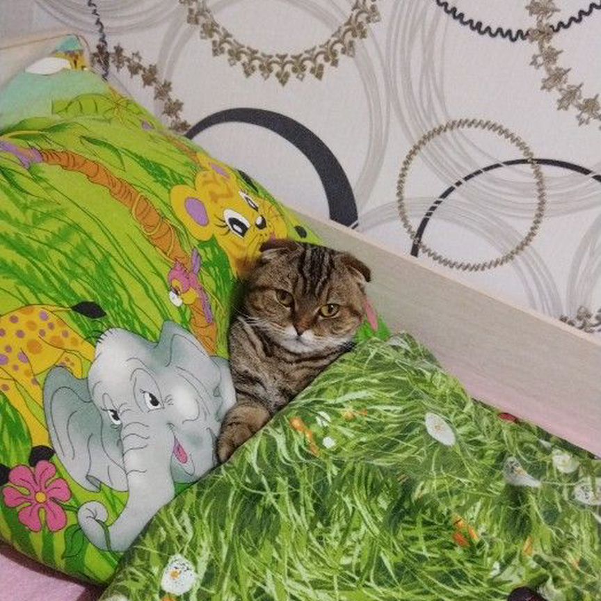 Отдам в добрые руки нашу кошечку