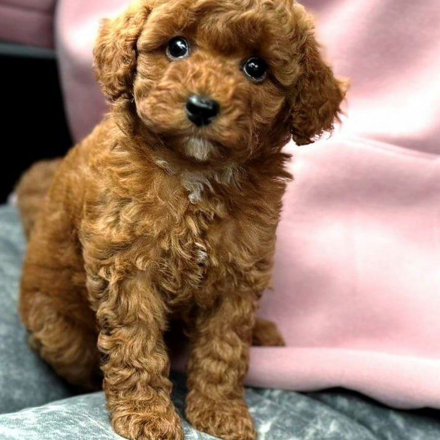 Мальтипу, щенок