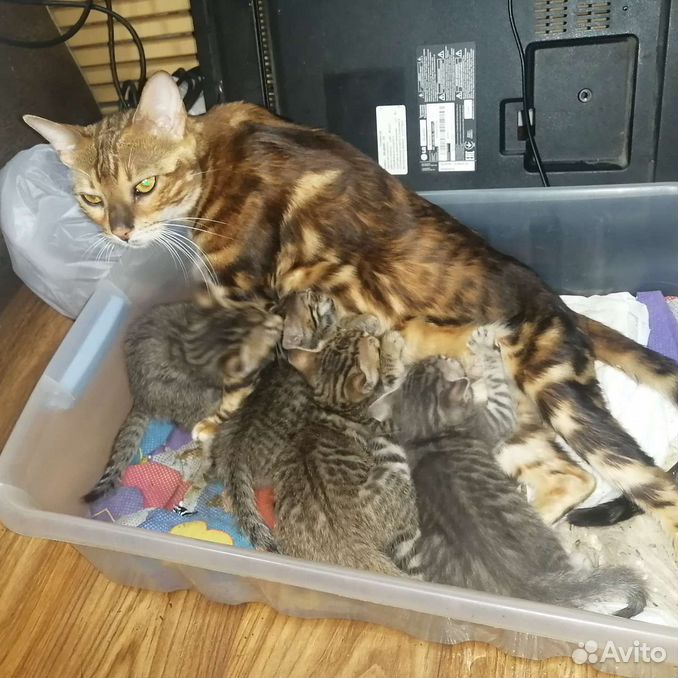Котята. Мама мраморная бенгальская