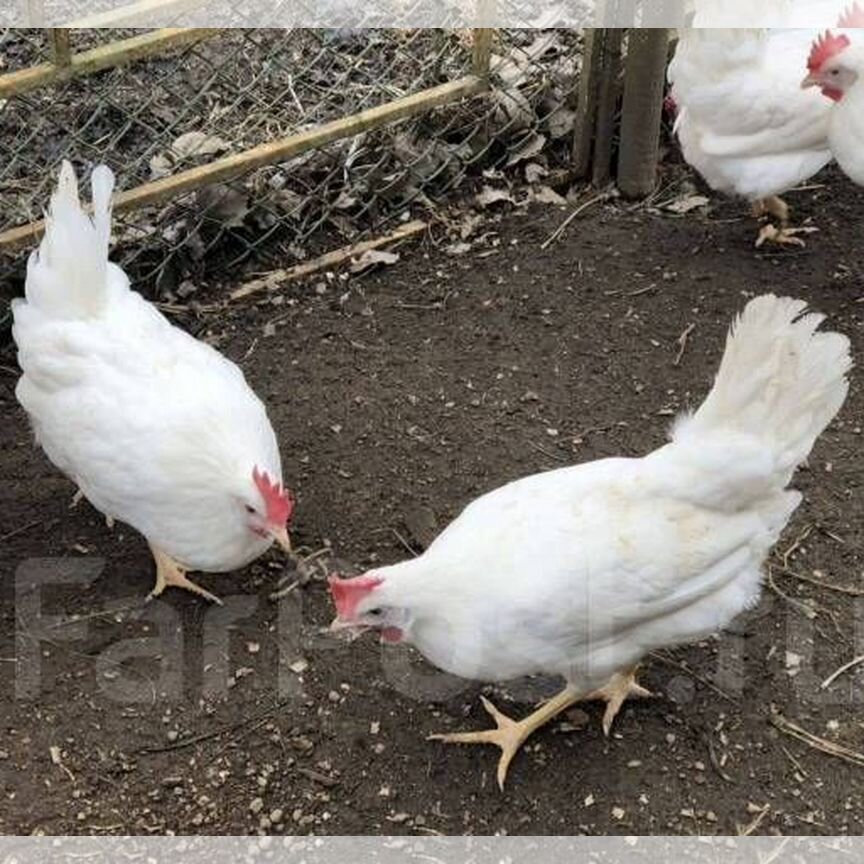 Курицы несушки молодки