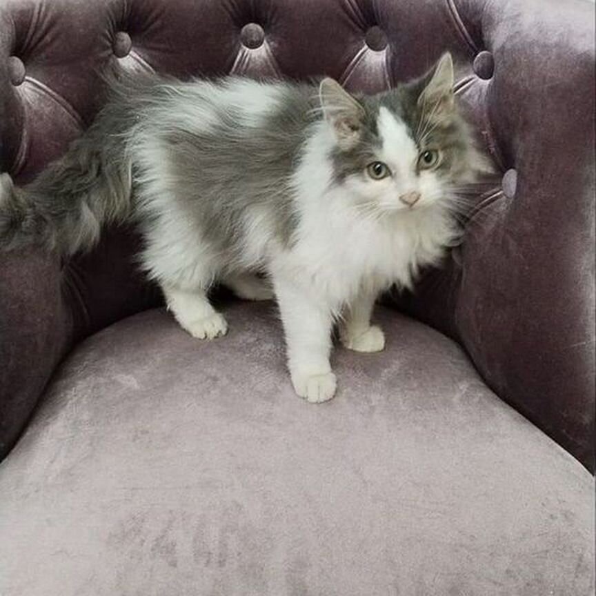 Бездомный котёнок ищет дом