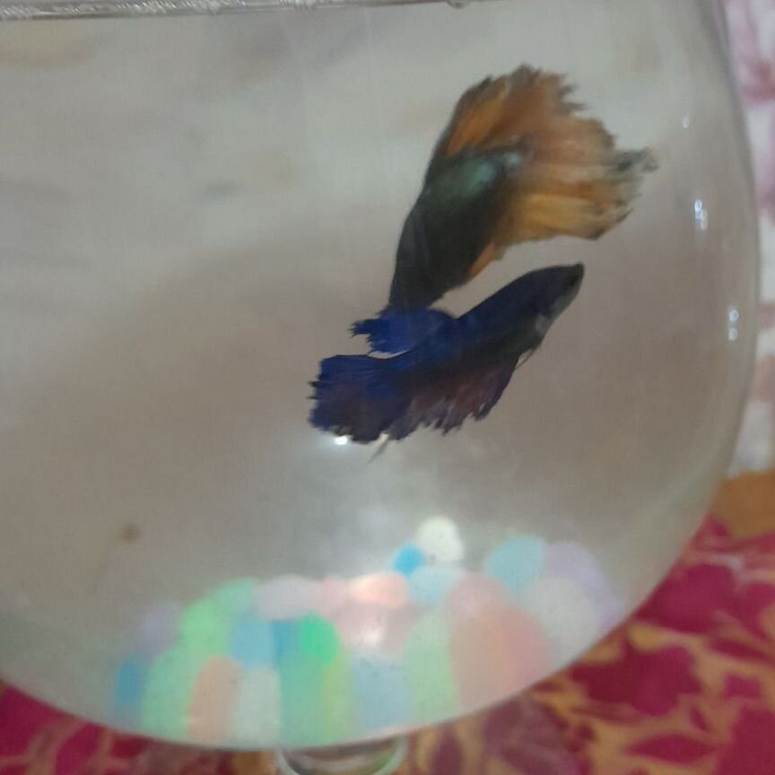 Аквариум с рыбками