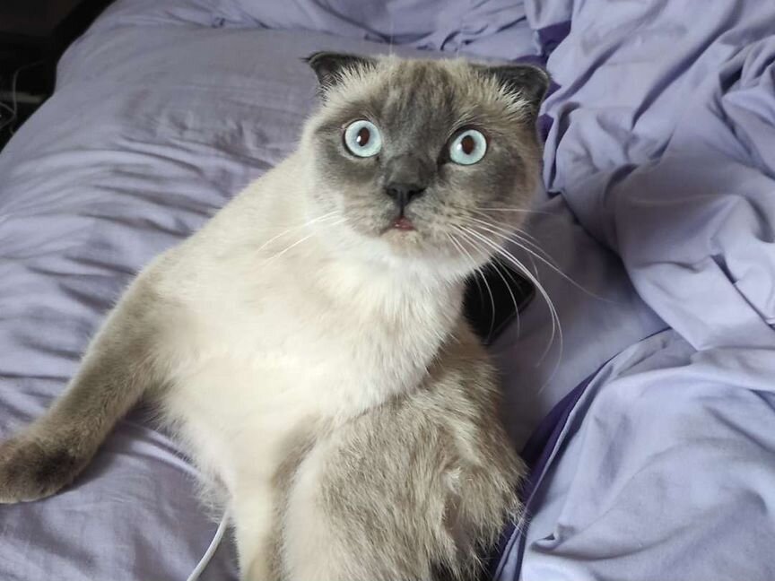 Кошка ищет котика