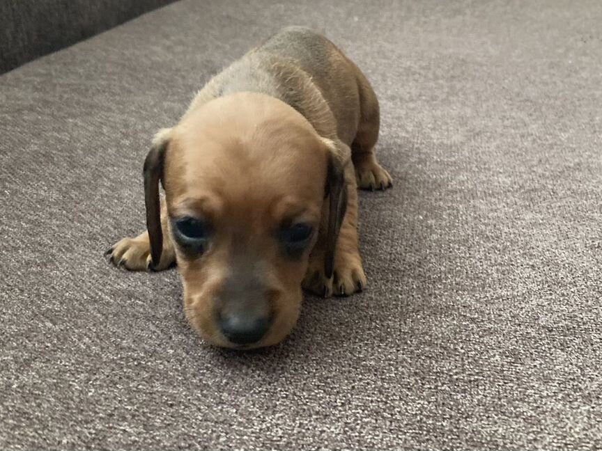 Гладкошерстная такса