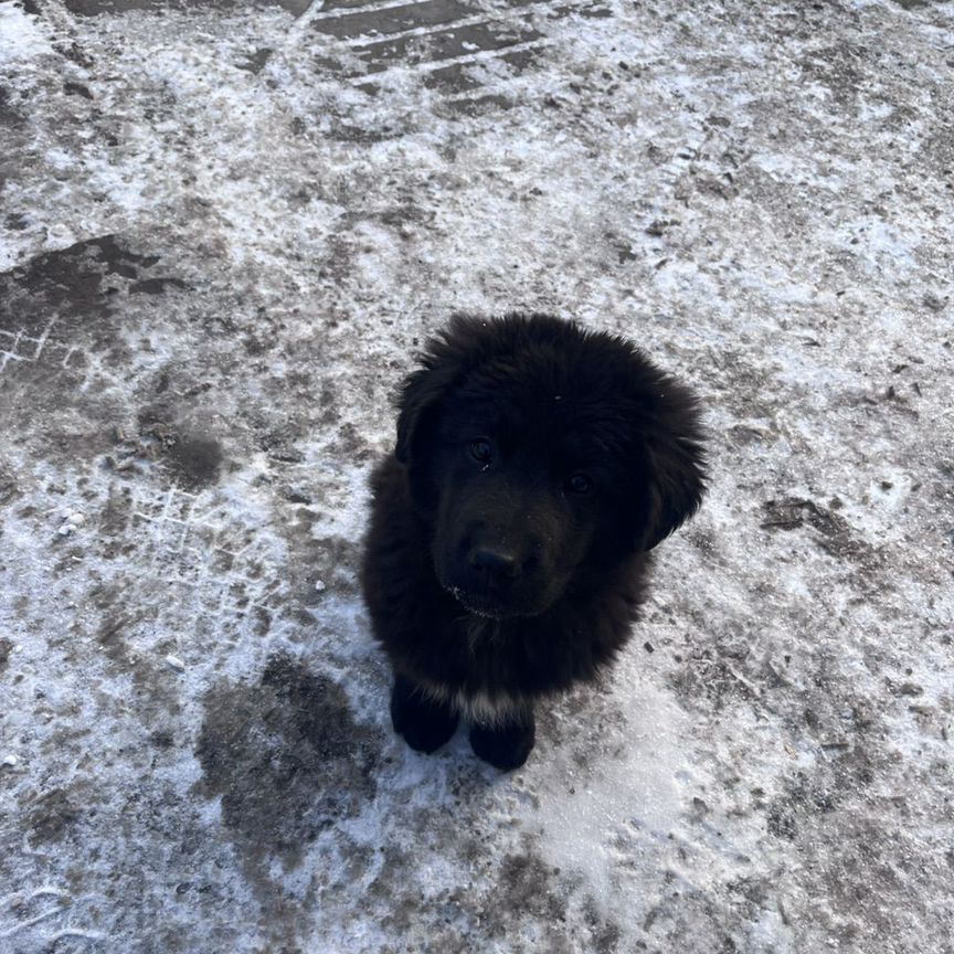 Щенок в добрые руки