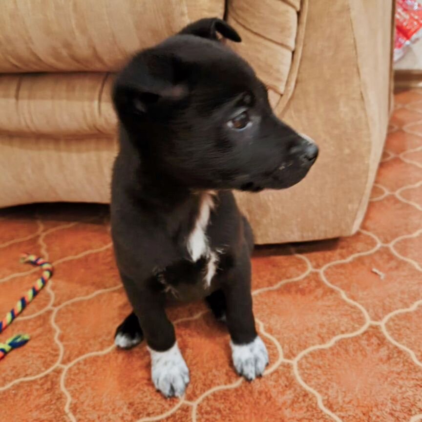 Чёрная Королева