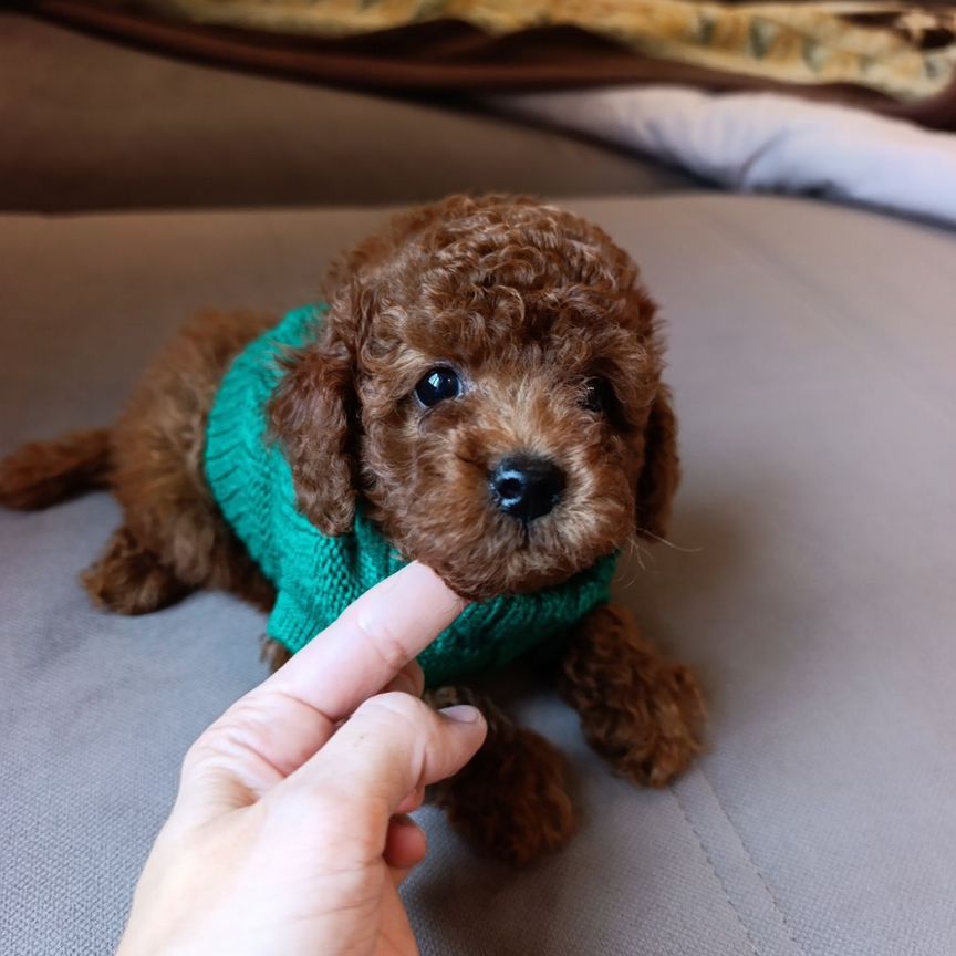 Той-пудель, щенок