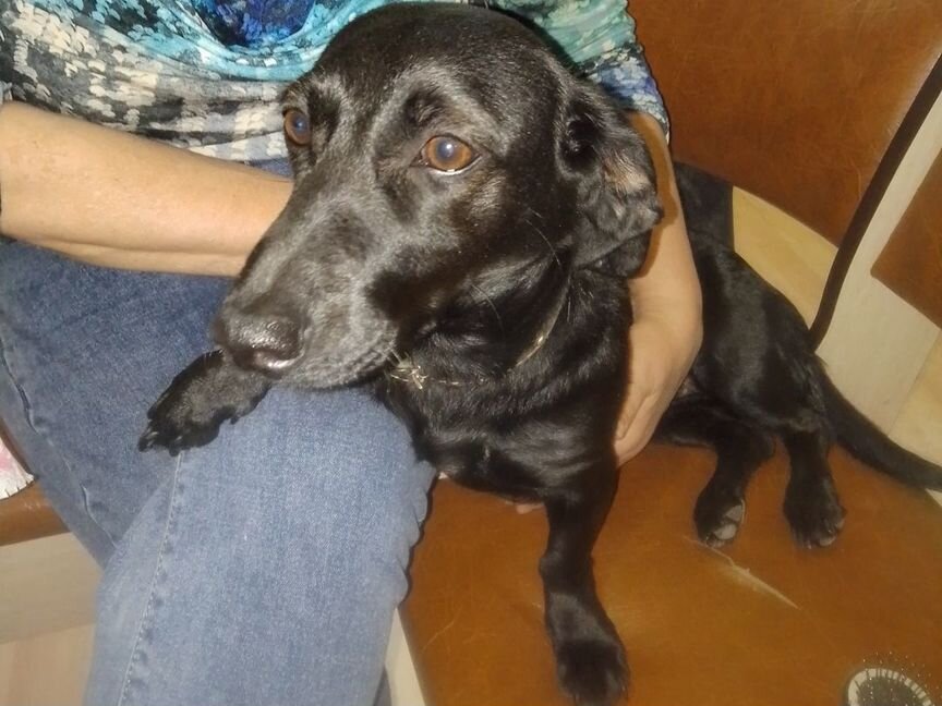 Продам Собачку Таксу по кличке Герда