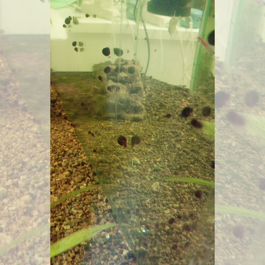 Улитки аквариумные