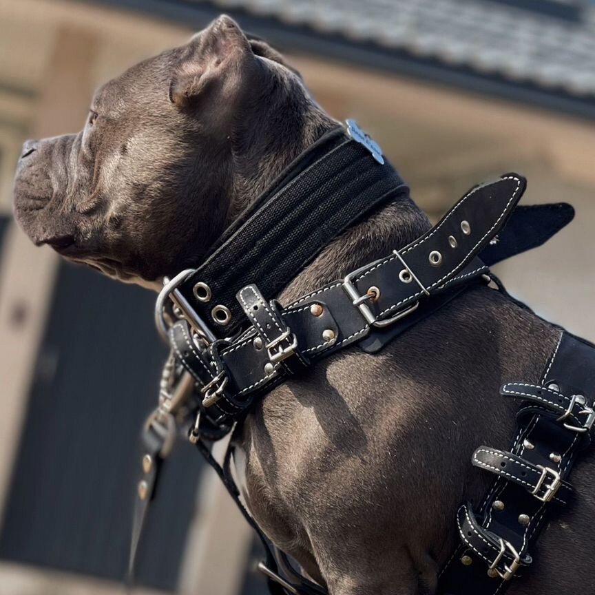 Шлейка для собак