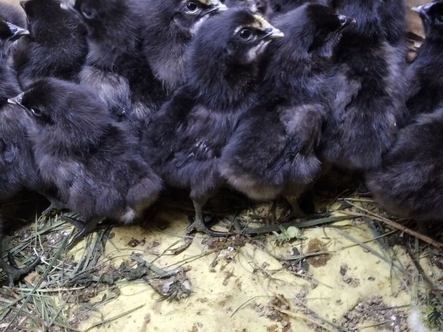 Цыпленок ухейилюй