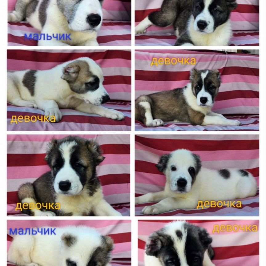 Щенки алабая